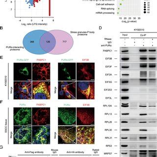 Cytoplasmic PURα participates in the formation of stress granules and