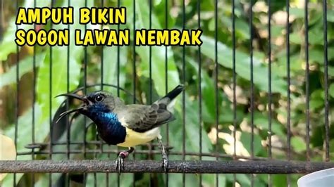 SOGON GACOR MEMANGGIL LAWAN Ini Terbukti Ampuh Mendongkrak Emosi Semua