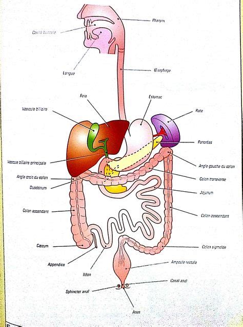 Épinglé par cyril sur dea Appareil digestif Schéma Appareil