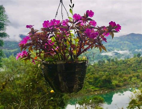 10 Nombres de plantas de clima cálido que seguro no conoces