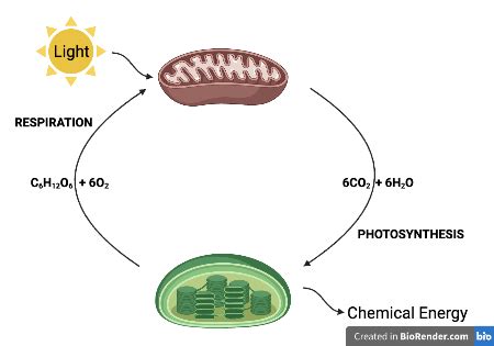 Photosynthesis And Cellular Respiration Relationship