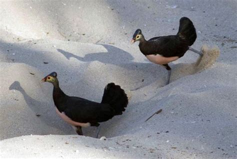 Burung Maleo Sulawesi Indonesia Alam Mentari