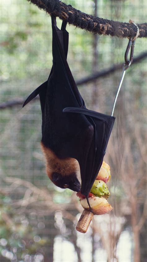 Virus Nipah Bikin Heboh India Kenali Gejala Penularan Dan Potensinya