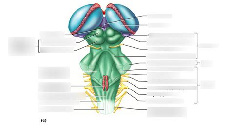 Brainstem Posterior View Diagram Quizlet