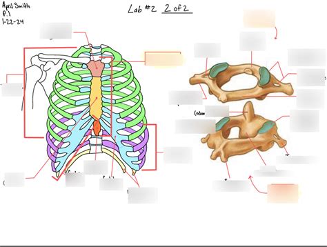 Hap Lab Rib Axis And Atlas Diagram Diagram Quizlet