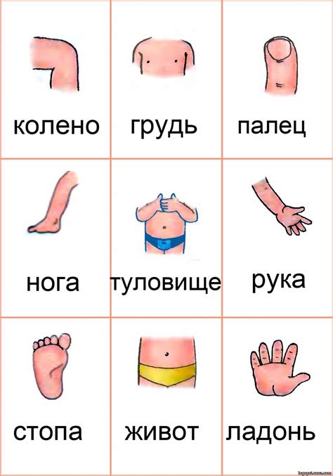 Части Лица Картинки Для Детей Карточки Telegraph