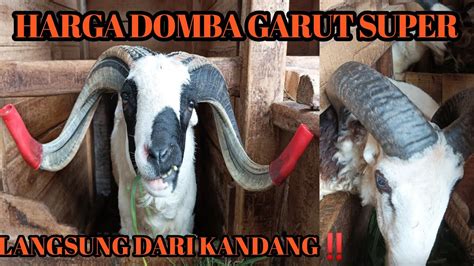 Harga Domba Garut Jantan Super Mewah Bakalan Jantan Qurban Super
