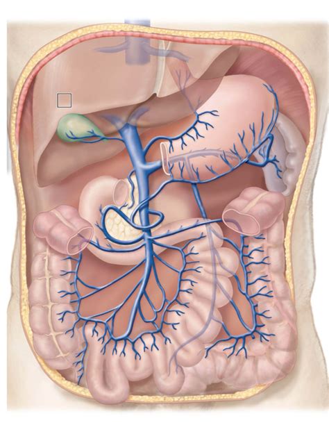 Hepatic Portal System VEINS Diagram Quizlet