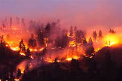 Más de la mitad de áreas quemadas por incendios forestales en última