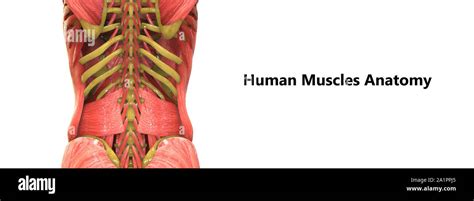 Anatomie du système musculaire du corps humain Photo Stock Alamy