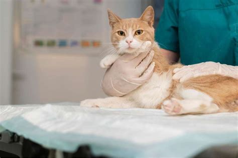 CON QUÉ FRECUENCIA DEBO LLEVAR A MI GATO AL VETERINARIO MyPet