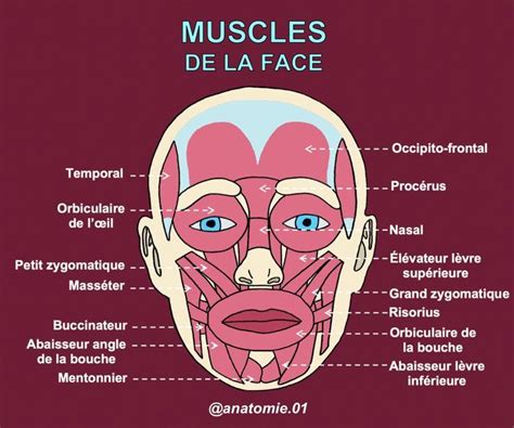Muscles De La Face Anatomie Du Corps Humain Muscles Anatomie Du Corps