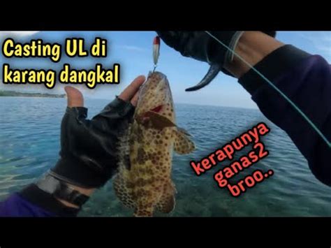 Mancing Ultra Light Casting Di Karang Dangkal Ikan Kerapunya Ganas