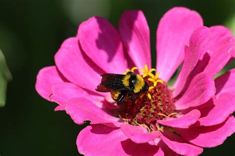 Bi Insekt Pollinera Gratis Foto P Pixabay Pixabay