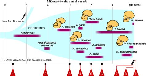 Lnea Del Tiempo De La Evolucin Humana