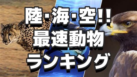 陸海空 世界最速動物ランキング YouTube