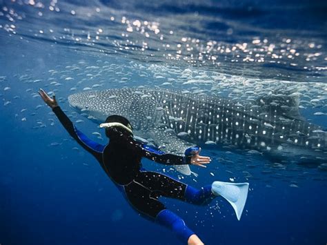 Swim With Whale Sharks Cancun Mexico