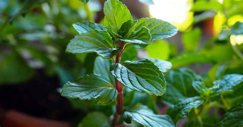 How To Grow And Care For Peppermint Plants Gardener S Path Atelier