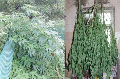 Dwie plantacje marihuany niedaleko Bydgoszczy zlikwidowane Jedną z