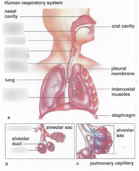 Respiratory System Diagram Quizlet