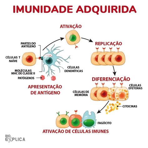 Imunidade Adquirida Imunologia