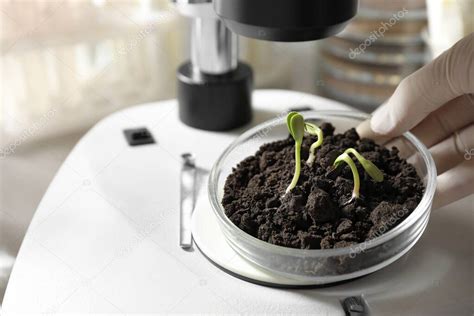 Científico haciendo pruebas fitopatológicas de plantas con microscopio