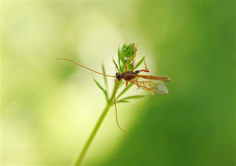Descubren Casi Nuevas Especies De Avispas De Darwin En Una Monta A