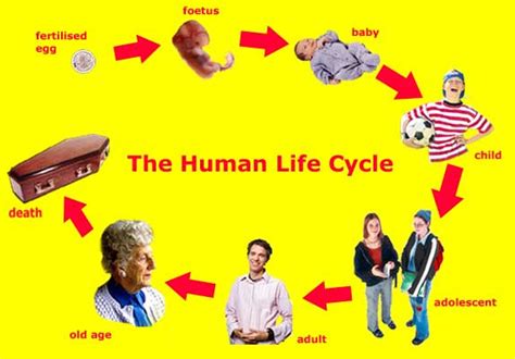 Life Cycle Of Humans Diagram