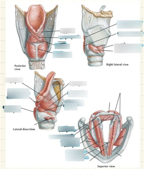 Intrinsic Muscles Of The Larynx Diagram Quizlet