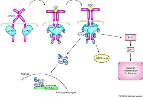A JAK2 Mutation In Myeloproliferative Disorders Pathogenesis And