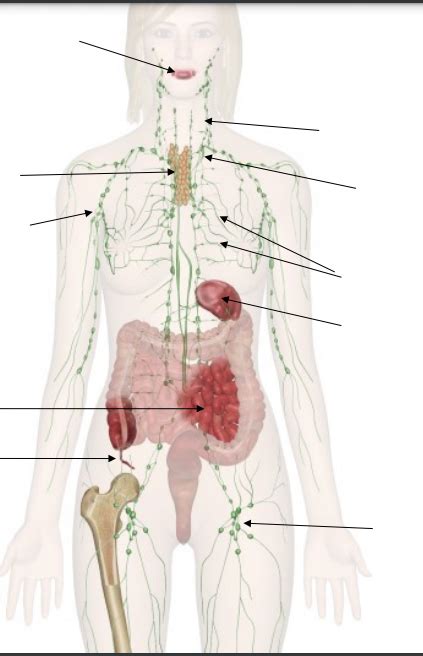 Lymphoid Organs Diagram Quizlet