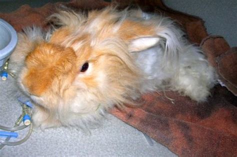 Cuidados Intensivos para Animales Exóticos Cuidados para los Mamíferos