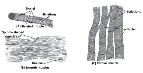 Smooth Muscle Diagram Class Ncert Muscular Tissue Class Tissues