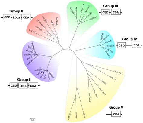 Phylogenetic Analysis Of Putative CDAs From T Castaneum D