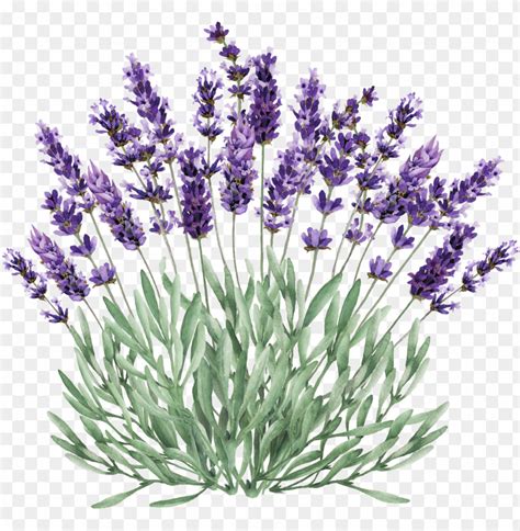 Lavender Bush Png Clip Stock Lavender Plant Clipart PNG Transparent