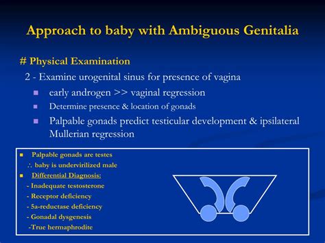 Ppt Ambiguous Genitalia Powerpoint Presentation Free Download Id4837868