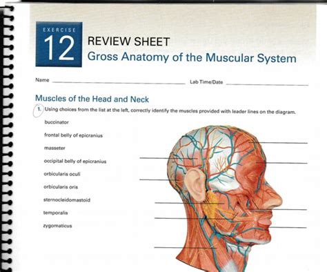 Solved Please Fill In Blanks EXERCISE 12 REVIEW SHEET Gross Anatomy