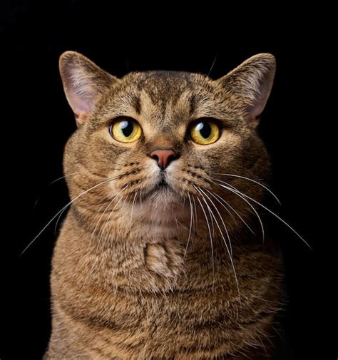 Ein Portr T Einer Erwachsenen Grauen Schottischen Straighteared Katze