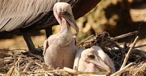 Baby Pelican