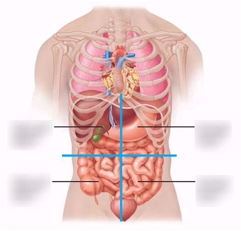 Abdominopelvic Regions Diagram Quizlet