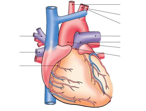 Major Arteries And Veins Tutorial 2 Diagram Quizlet