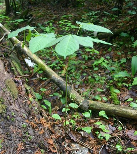 Aralie à tige nue informations Fleurs sauvage du Québec