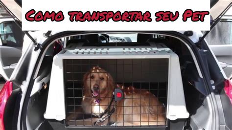 Como transportar seu pet no carro Motores E AÇÃO motoreseacao YouTube