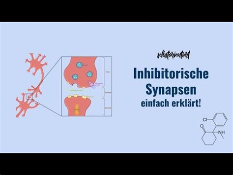 Inhibitorische Synapsen Gaba A B Rezeptoren Glycinrezeptoren