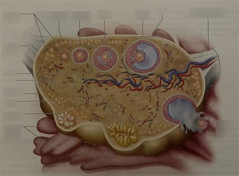 Figure A Histology Of The Ovary Diagram Of Human Ovary Diagram