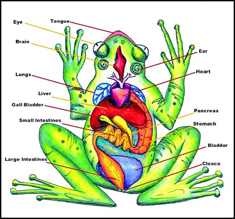 Parts Of A Frog Labeled