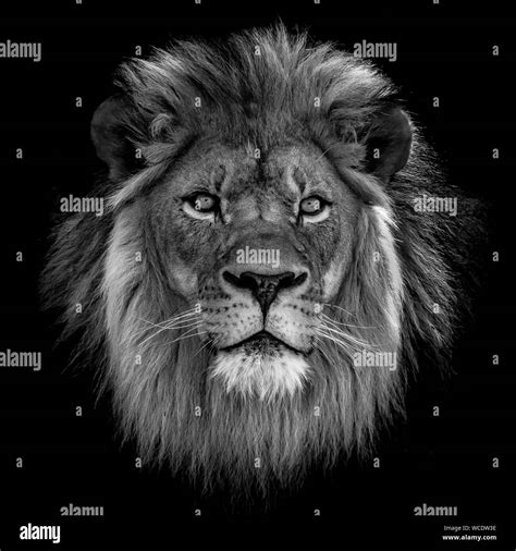 Top Imagen Dibujos De Leones En Blanco Y Negro Abzlocal Mx