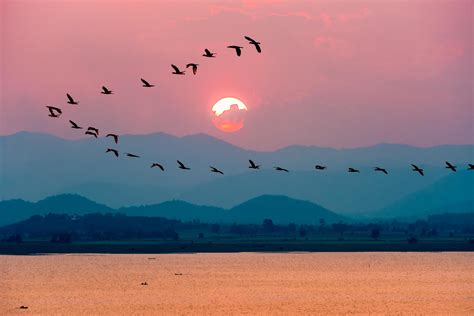Birds Flying Over Lake During Sunset Stock Photo At Vecteezy
