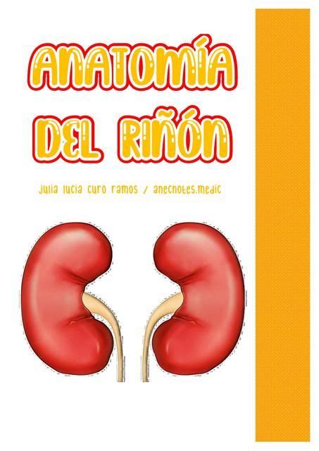 ANATOMÍA DE RIÑÓN Julia Lucia Curo Ramos anecnotes medic uDocz