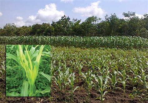 20 Penting Bulai Pada Jagung